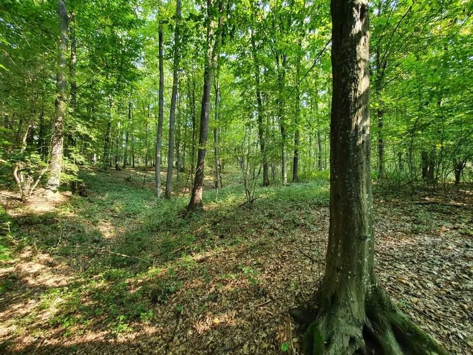 Padure stejar prahova Lipanesti • OLX.ro