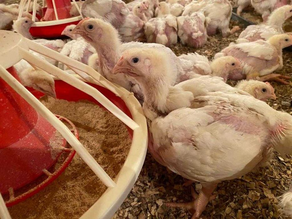 Pui zburati rasa mixta/alb de carne Gornet • OLX.ro