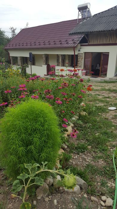 Casa la curte cu mult teren la țară Jupanesti • OLX.ro