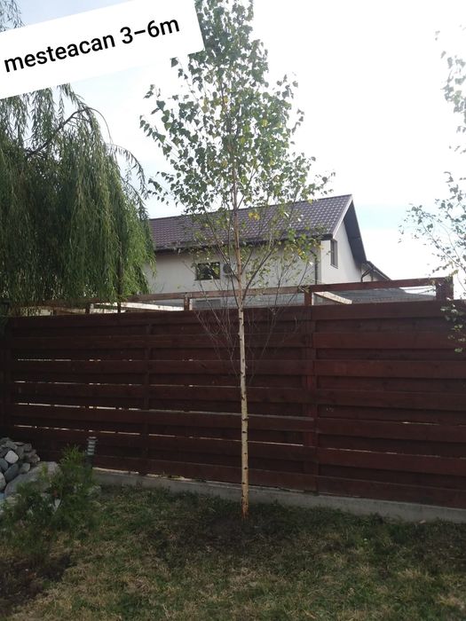 Tuia/ mesteacan /tei de floare / tuia spirala Ilfov Popesti-Leordeni ...