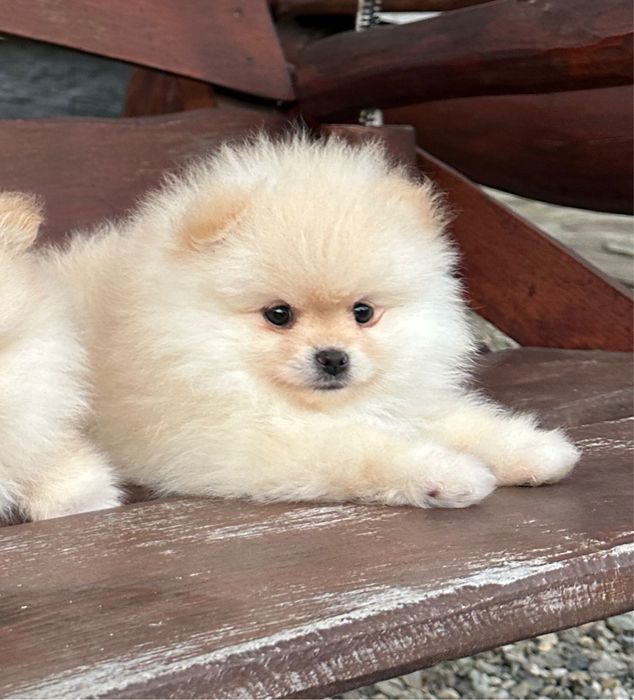 Pomeranian original Sighisoara • OLX.ro