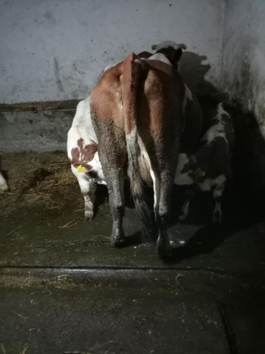 6 Vaci cu viței de vânzare Varadia de Mures • OLX.ro