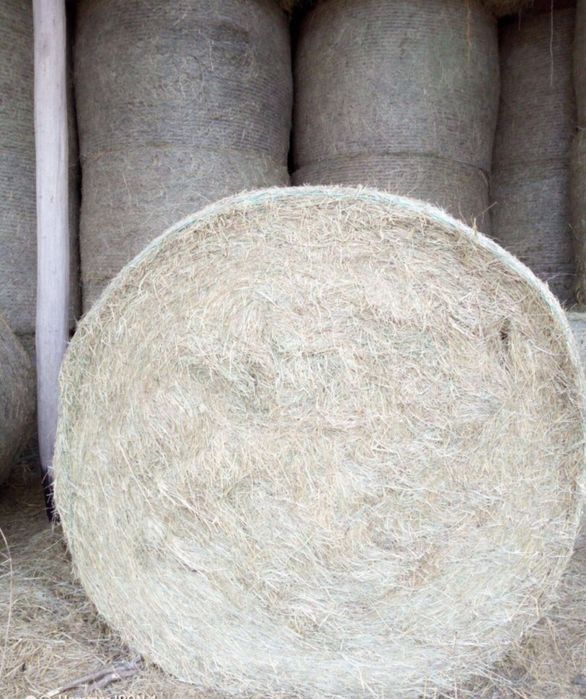 Fân, baloti de fan, Fân de iarbă Sighisoara • OLX.ro