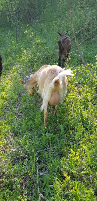 Capre de vânzarea cu iezi Focsani • OLX.ro