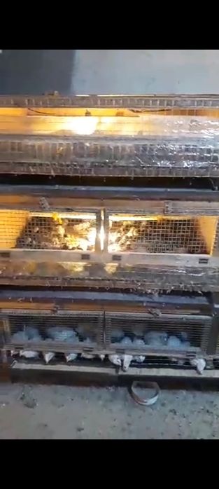 2 febralda Bedona juja 30 kunlik buladi 2000taga yaqing tovuqchasi: 14 000 сум - Птицы Самарканд ...