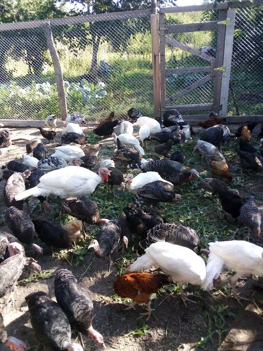 Pasari de curte:gaini si curci Dobrun • OLX.ro