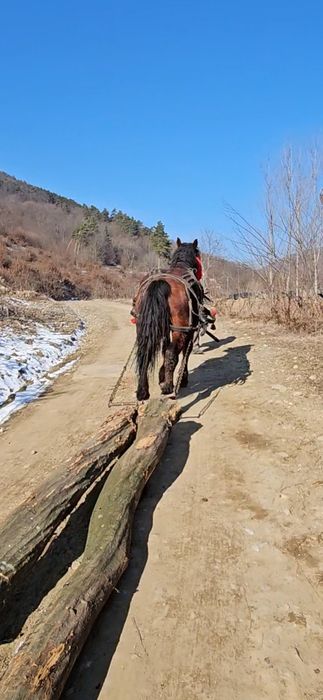 Mânz (cal castrat) de 2,5 ani- garantat la lemne si la căruță! Cricau ...
