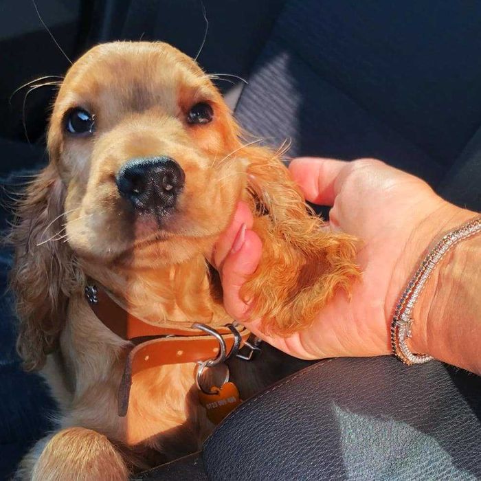 Pui rasa Cocker Spaniel Bucuresti Sectorul 1 • OLX.ro