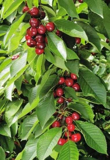 Pomi fructiferi columnari si pitici mar,cires-50+25 gratis Bucuresti ...