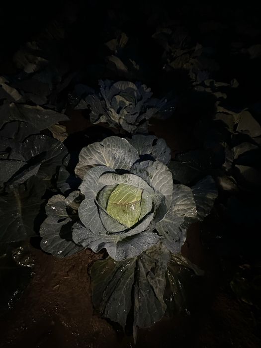 Varza plata, autumn king si crusoe Halmeu • OLX.ro