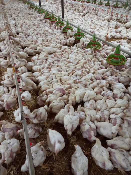 Pui rasa mixta si pui de carne Deveselu • OLX.ro