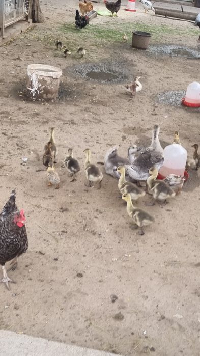 O pereche rațe mute și gâște de o luna Sanislau • OLX.ro