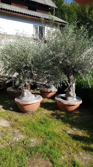 Vindem maslin copac calitate extra Bucuresti Sectorul 2 • OLX.ro