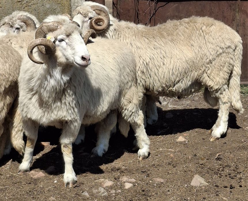 Vând berbeci băli Carpinis • OLX.ro