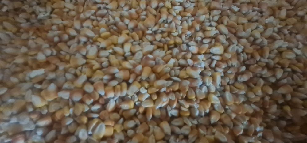 Porumb boabe 2023 Muntenii de Jos • OLX.ro