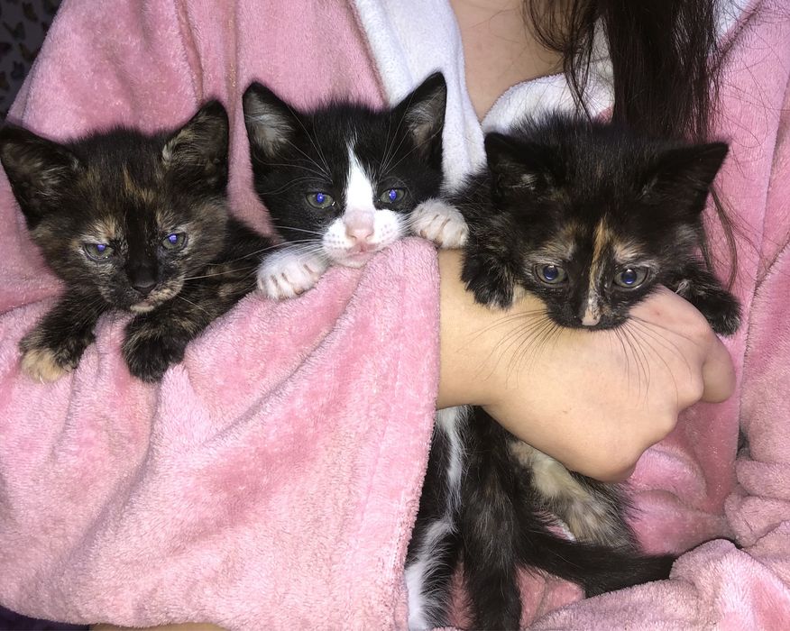 Donez pui de pisica Bodesti • OLX.ro