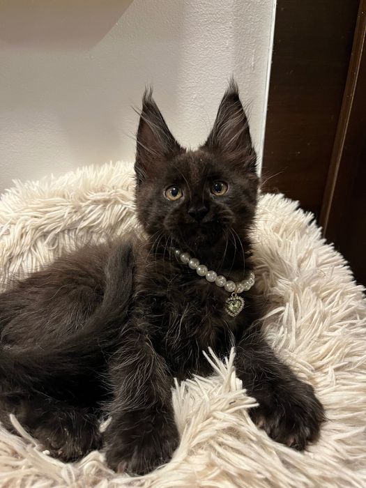 Baietel Maine Coon PEDIGREE Felisa Iasi • OLX.ro