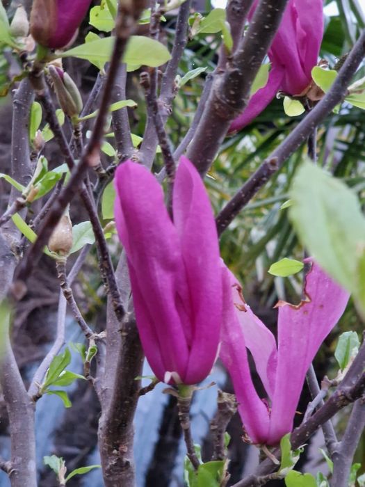 Magnolia copac 2m - 4m / soulangeana, genie, kobus. Magnolia tufa ...