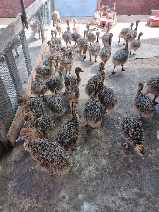 Pui strut din Ferma De Struti Arges Pitesti • OLX.ro