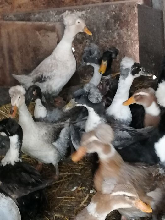 Oua rata motata pt incubat Iasi • OLX.ro