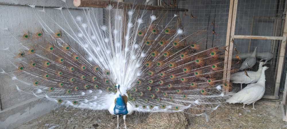 Vand pauni maturi arlechin o matca Saceni • OLX.ro