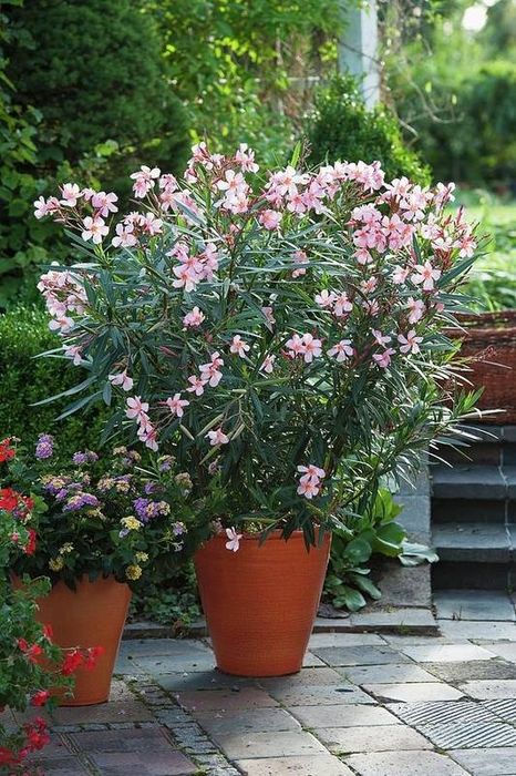 Leandru ( oleander nerium ) oleandru roz, alb, rosu, galben. Bucuresti ...
