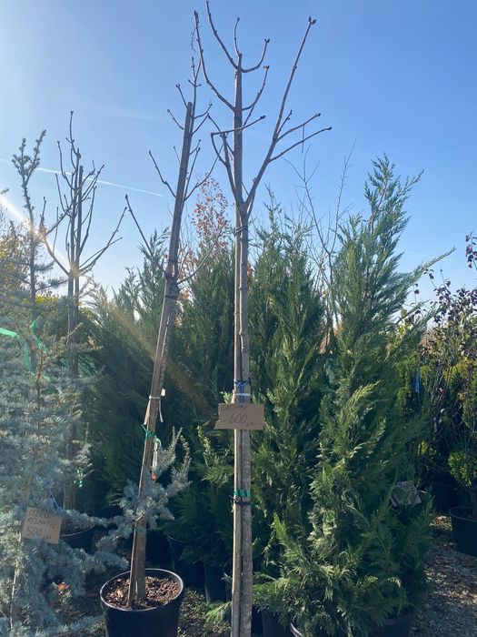 Copacii de tei cu flori Buzau • OLX.ro