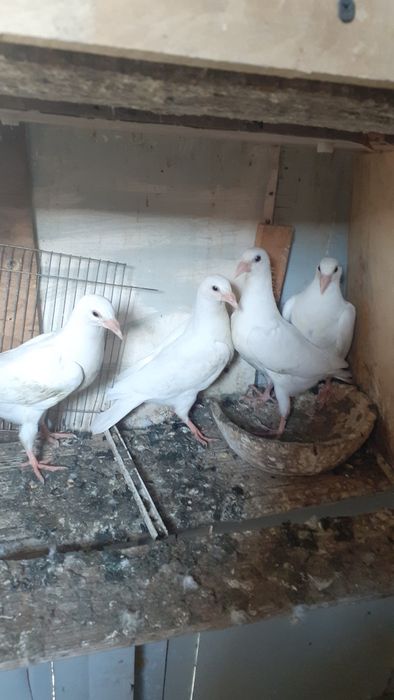Vând pui porumbei albi voiajori Galati Sarbi • OLX.ro