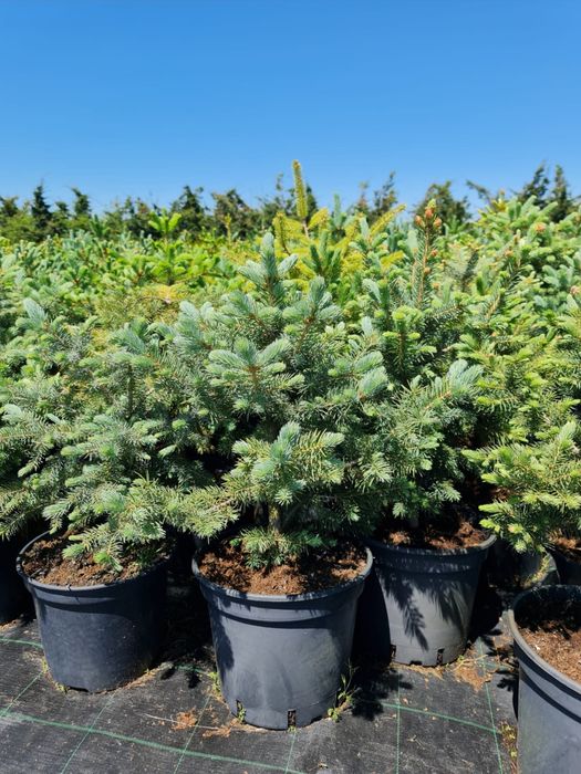 Brazi argintii, perfect aclimatizați, direct din pepinieră Sibiu • OLX.ro