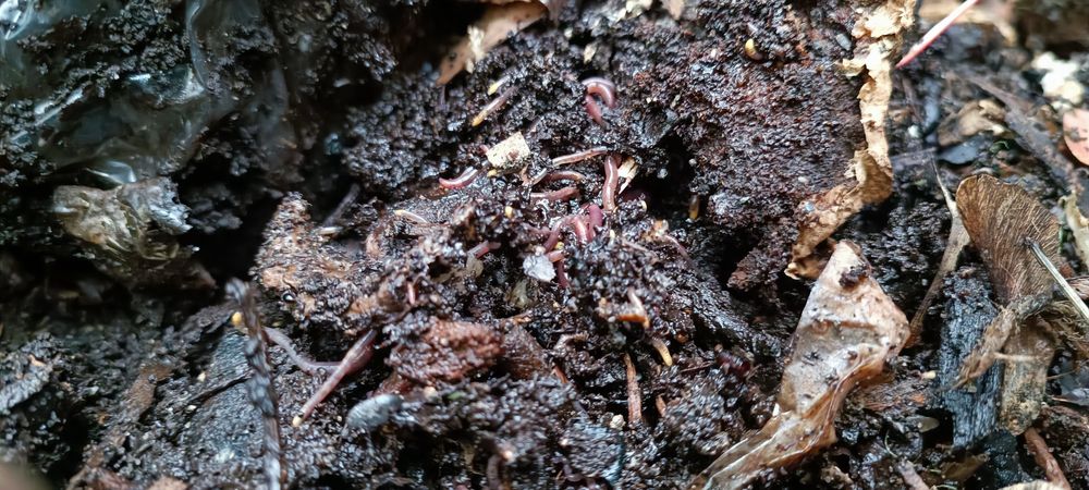 Râme de compost, ferma de râme, explicit pentru compostare Cluj-Napoca ...