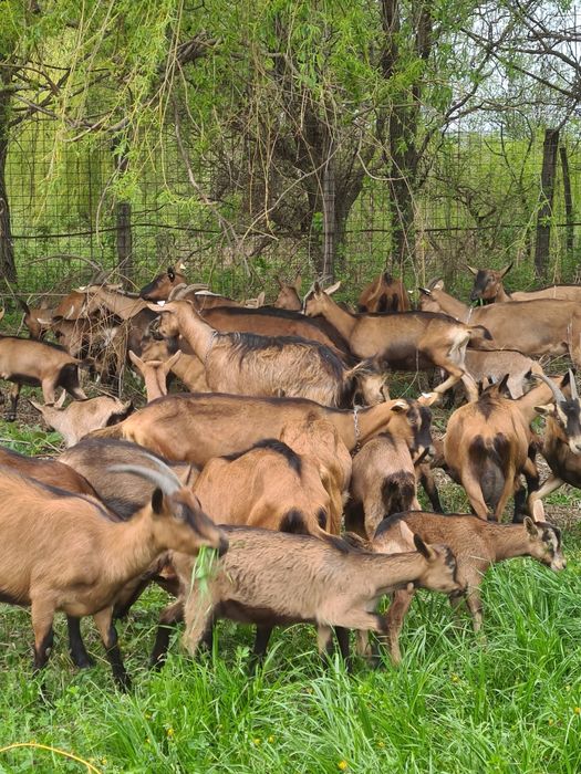 Vând capre alpin francez Batesti • OLX.ro