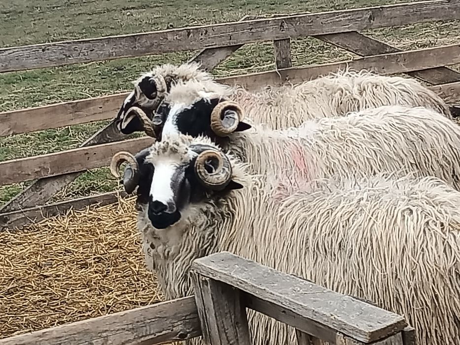 Vând berbeci cu certificat de origine Sub Coasta • OLX.ro