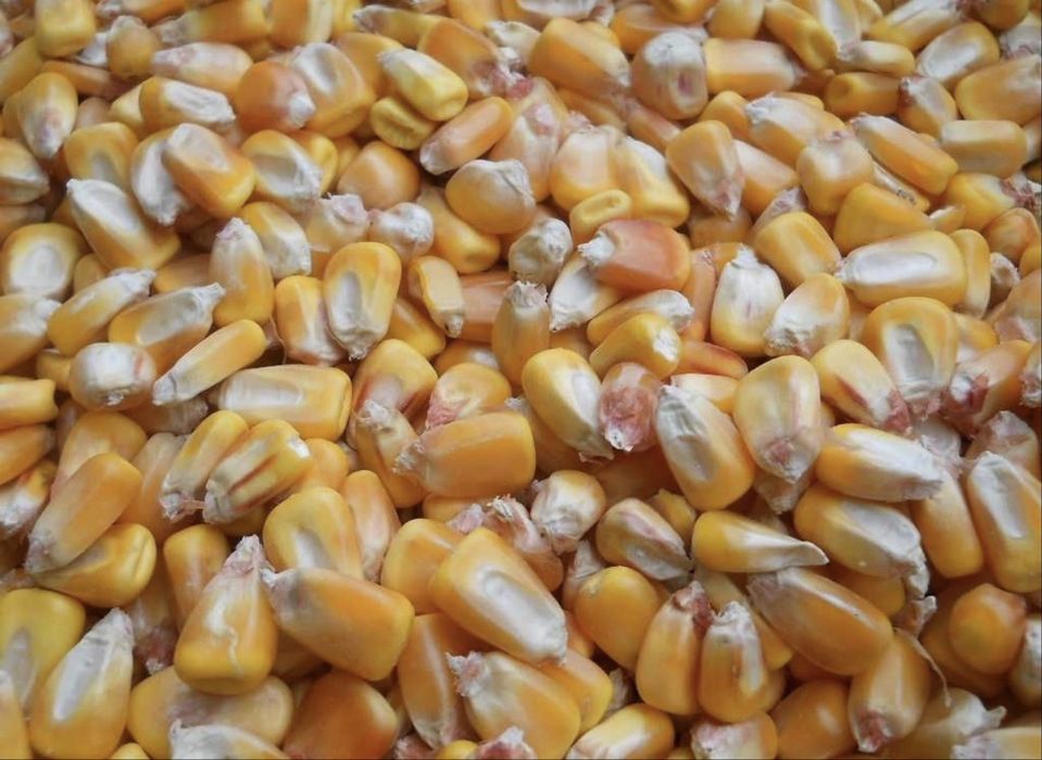 Porumb 2025 [grâu, orz,] Daia Romana • OLX.ro