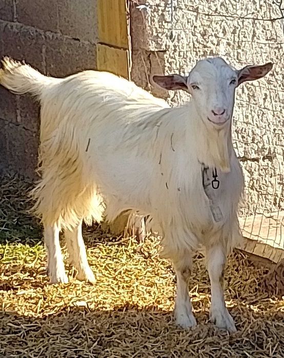 Vand capra cu 2 iezi si tap Podgoria • OLX.ro