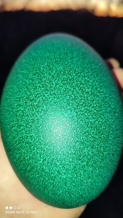 Struț Emu oua și pui Mangalia • OLX.ro