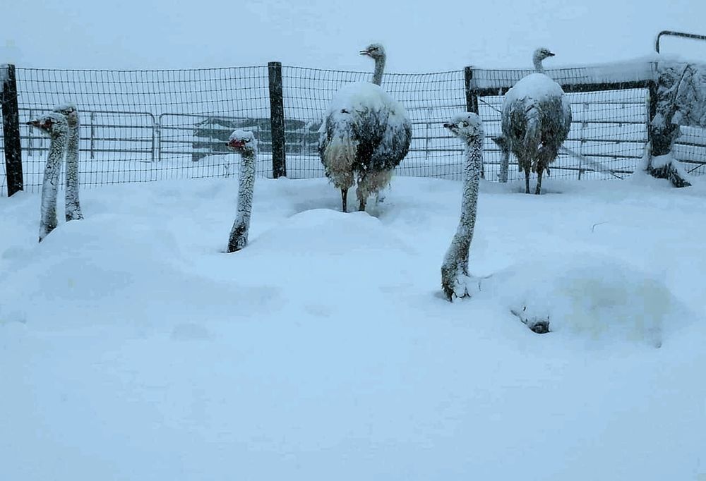 Pui de strut negru african Pitesti • OLX.ro