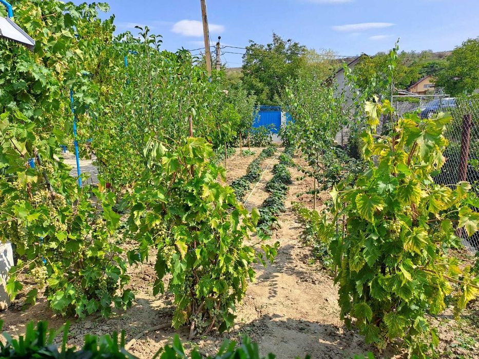 Casă de vânzare în satul Dumitrești, comuna Verguleasa, jud Olt ...