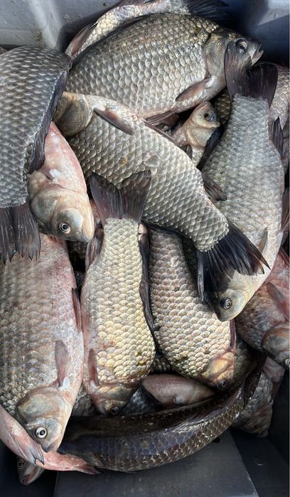 Vand peste viu proaspat Galati • OLX.ro