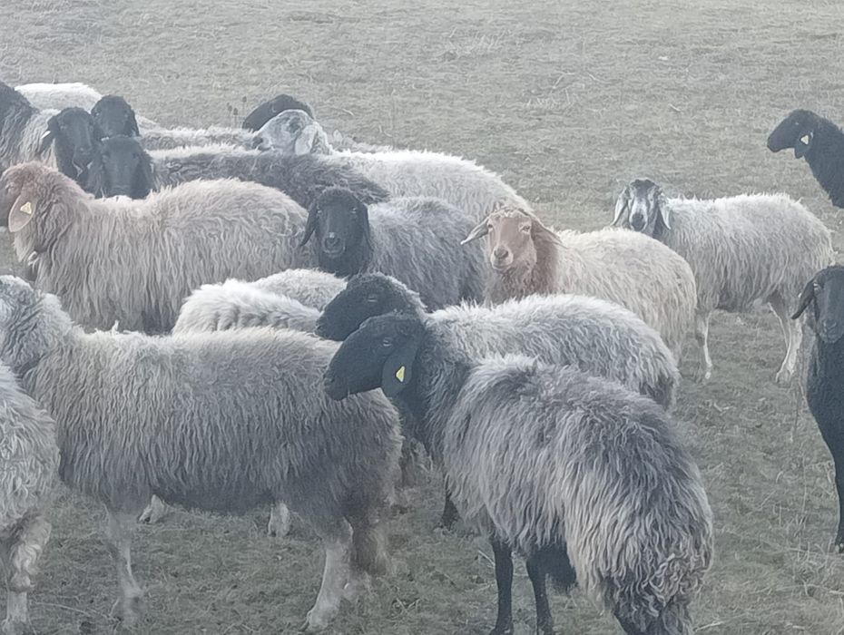 Vand 30 oi Karacul gestante negre și brumării trecute în COP principal ...