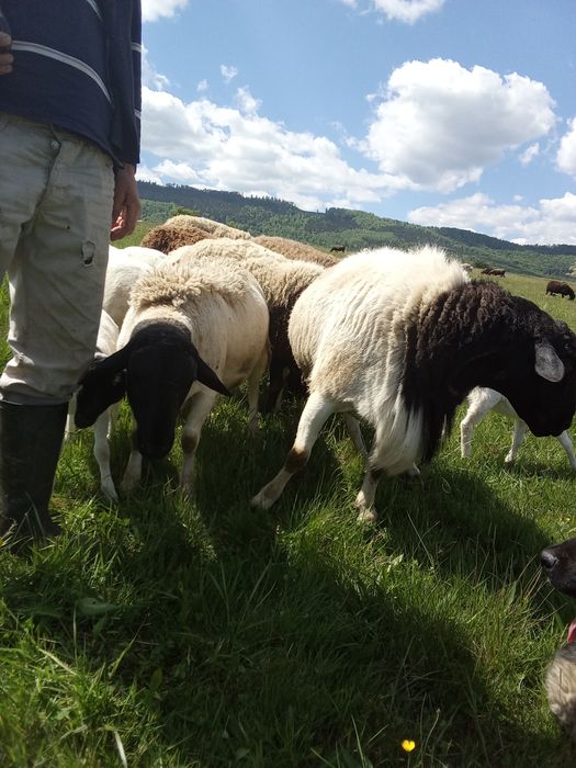 Berbeci dorper de diferite varste Vicovu de Jos • OLX.ro