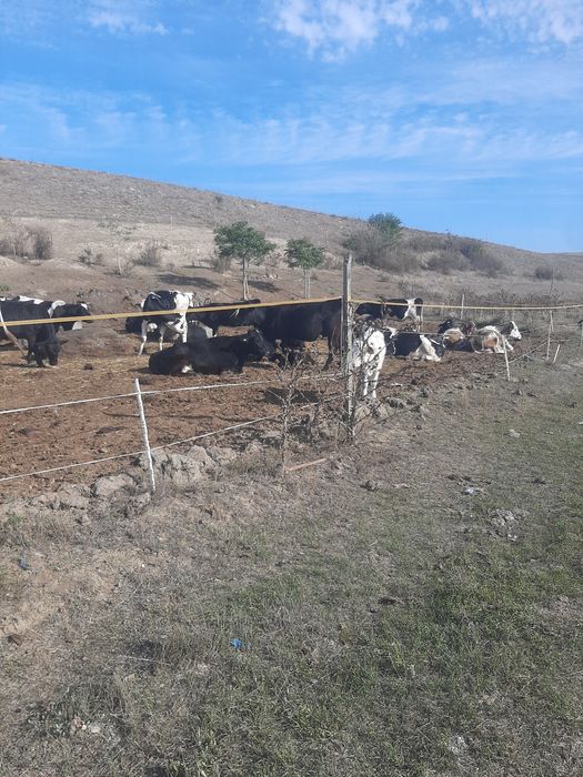 Vind vaci și vitei Malcoci • OLX.ro