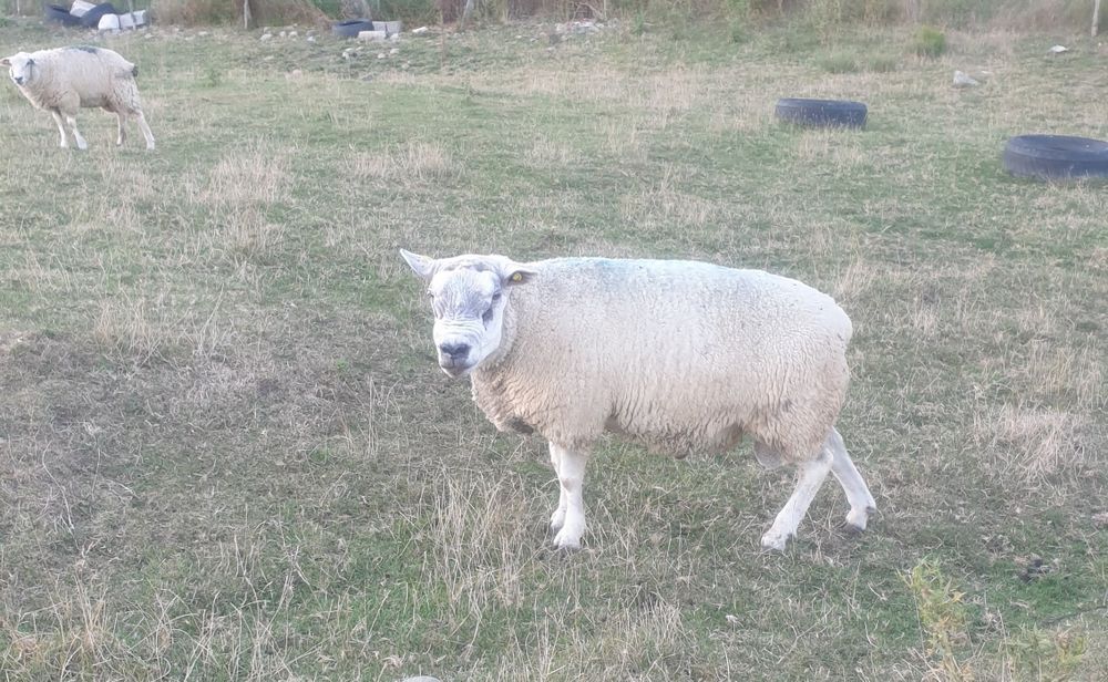 Berbeci rasă texel Bistrita • OLX.ro