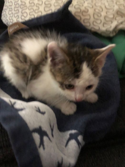 Adoptă un puiu de pisică mic si cuminte Arad • OLX.ro