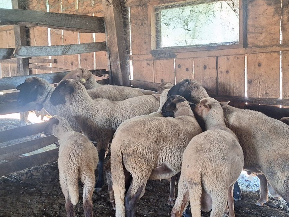 Berbeci de vanzare Focsani • OLX.ro