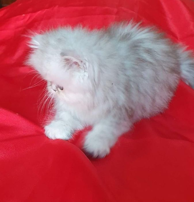 Persana chinchilla Timisoara • OLX.ro