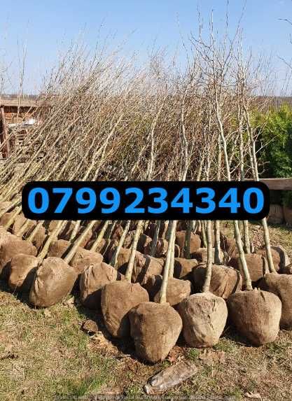 Copaci ornamentali – Mesteacăn, Tei, Platan și altele pentru grădina ...