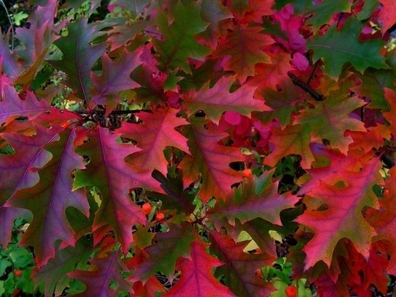 Quercus rubra (stejar frunza rosie) Otetar cu Frunza Rosie Domnesti ...