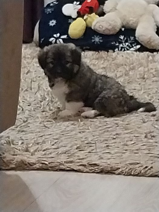 Pui catel ciobanesc Bucuresti Sectorul 4 • OLX.ro