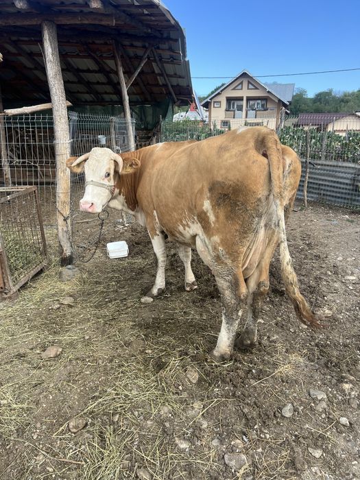 Vaca baltata romaneasca si vitel Dragoesti • OLX.ro