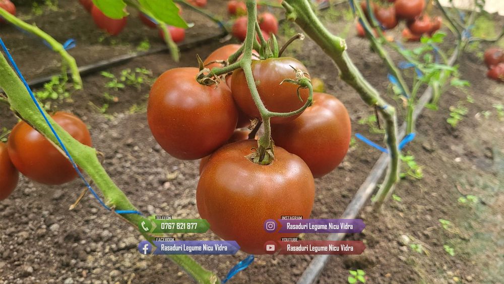 Vand Rasad | Rasaduri Rosii Rila Kalina Prekos Buzau Inima bou Cherry ...